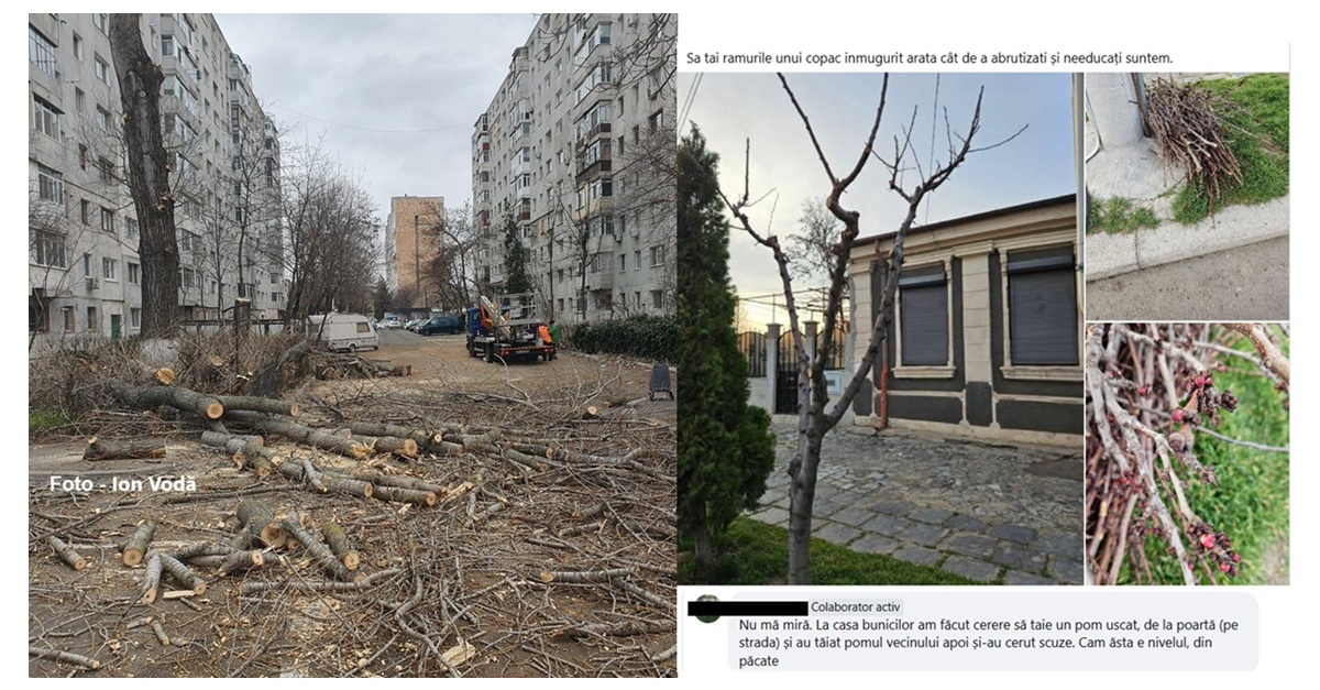 Se curăță uscăturile din Brăila! Lăsați specialiștii să-și facă treaba ...